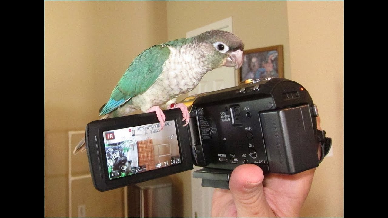 Leelah -- Yellow Sided Turquoise Green Cheek Conure - YouTube