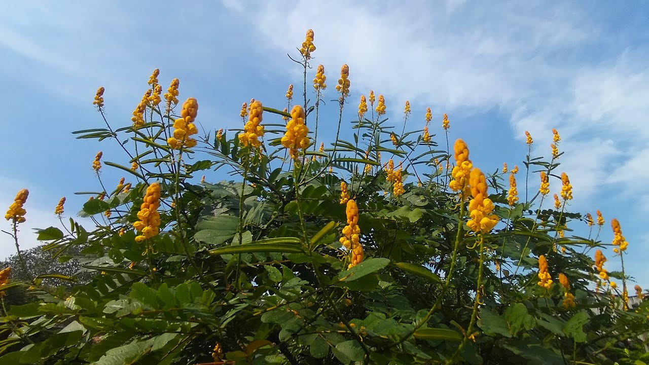 Eththora (ඇත්තෝර) Candle bush, Ringworm shrub (Cassia alata) - YouTube