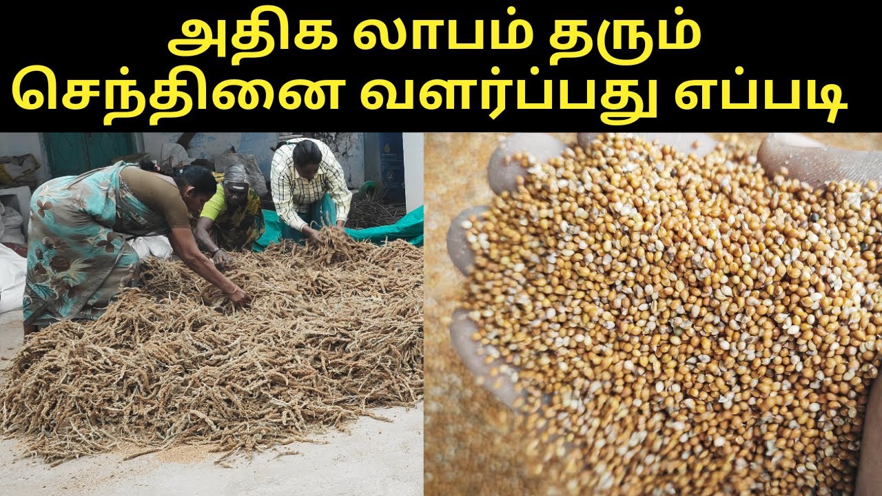 இயற்கை நாட்டு செந்தினை வளர்ப்பு |Health Benefits of Foxtail Millet ...