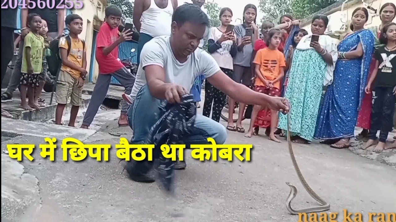 घर में पलंग के नीचे छिपा बैठा था कोबरा // sanjay snake saver - YouTube