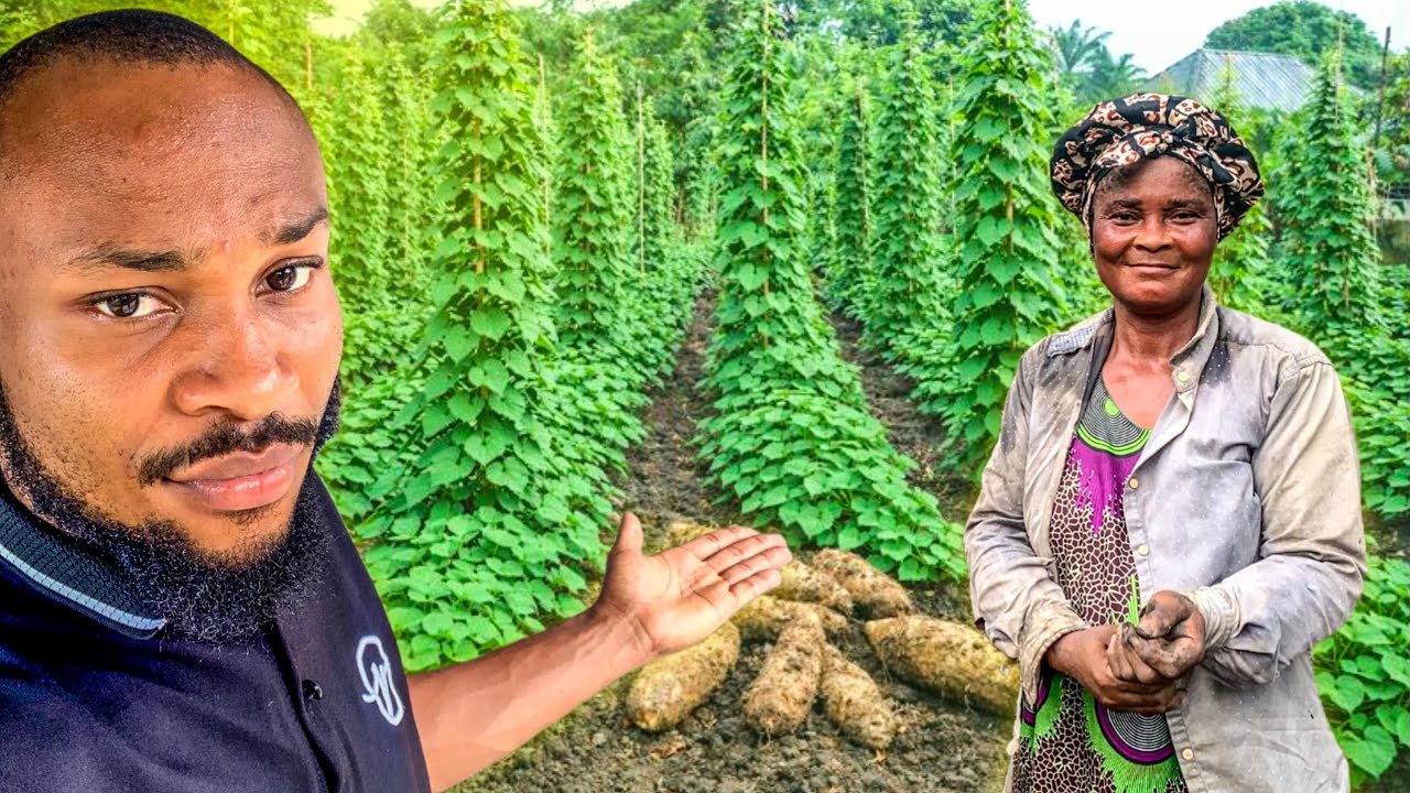 She converted her backyard into a yam farm | How to cultivate yam - YouTube