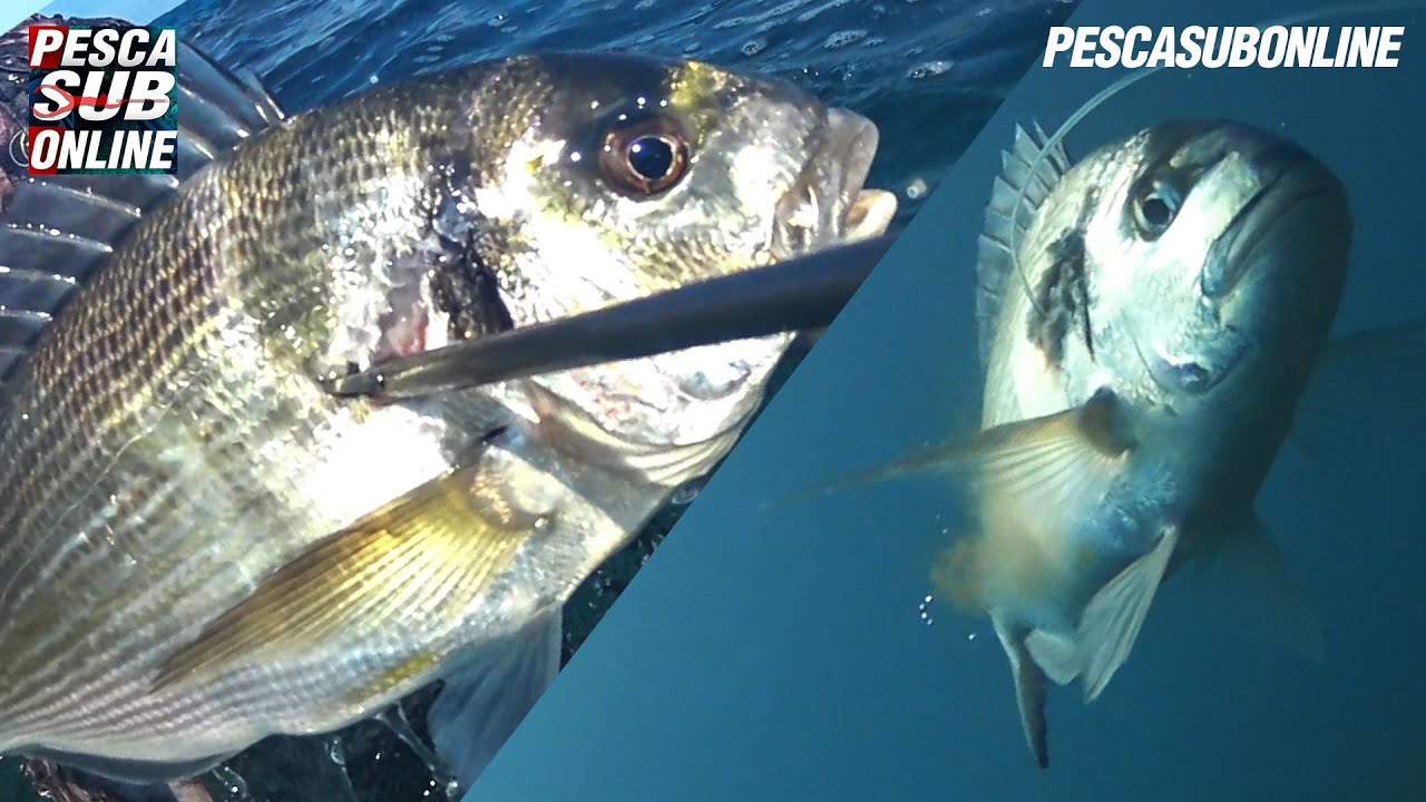 PESCA SUB : Sardegna pesca apnea in 2 metri - Pesca subacquea ...