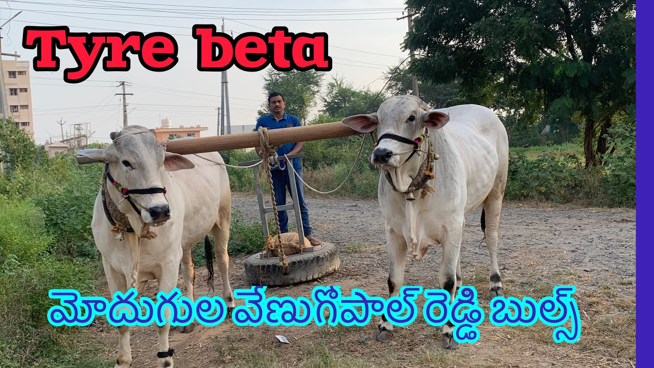 మోదుగుల వేణుగోపాల్ రెడ్డి బుల్స్ || Tyre Beta || Bulls of Andhra - YouTube