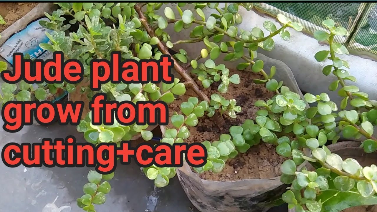 jude plant grow from cutting and how to care? (urdu / hindi) - YouTube
