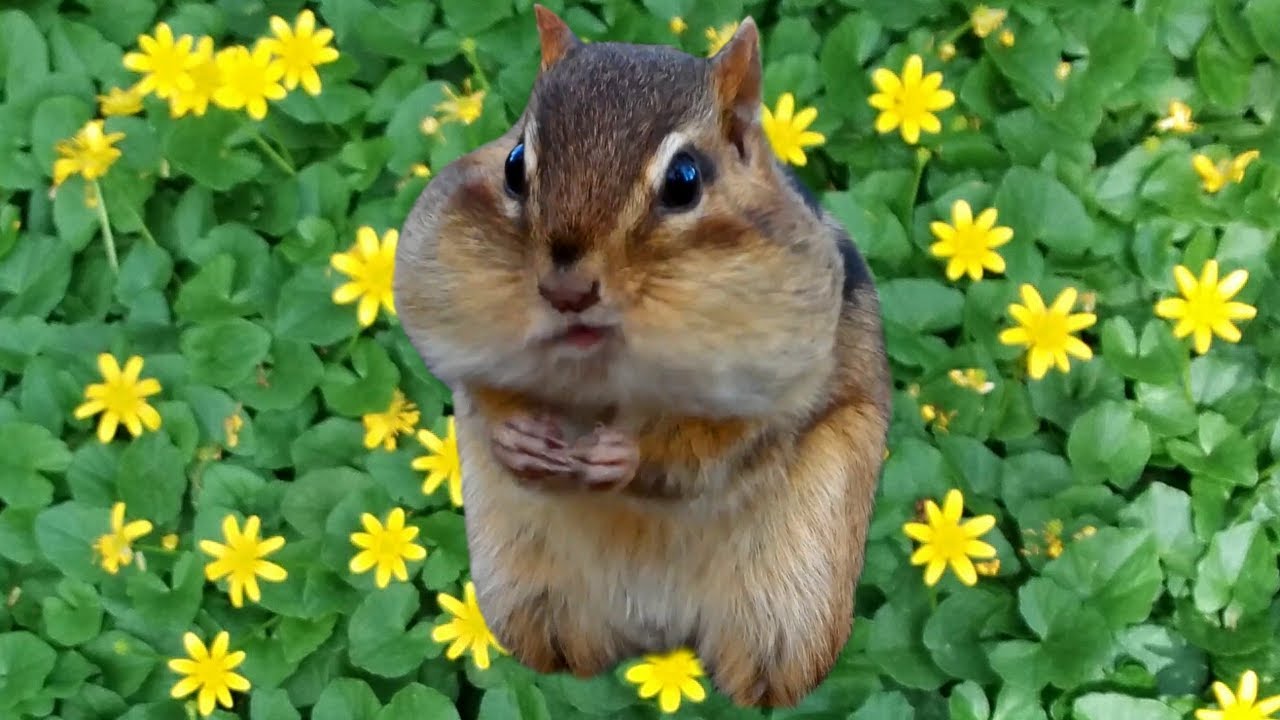 Chipmunk call sounds, stuffing cheeks | Eastern - YouTube