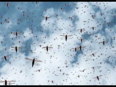 Joel & The Army of Locusts - YouTube