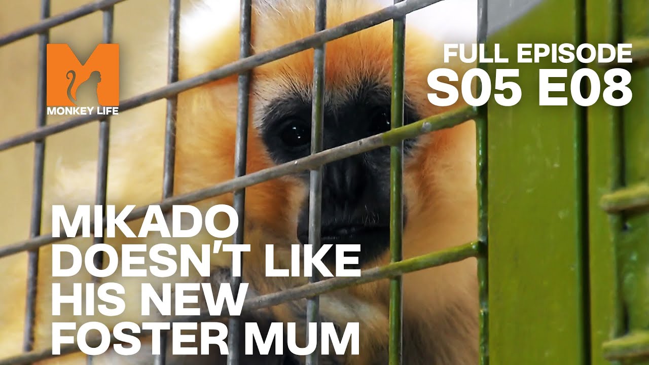 Alex Won't Say Hi To New Foster Baby | Season 5 Episode 8 | Full ...