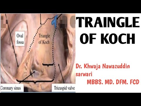 Triangle of koch | Anatomy | Cardiovascular system | MBBS | # ...
