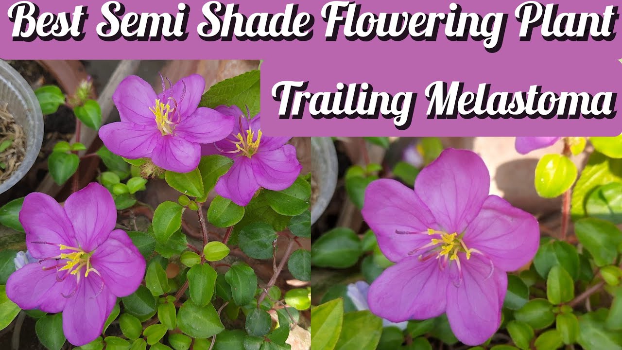 Spanish Shawl Plant | Trailing Melastoma Plant Care | Dissortis ...