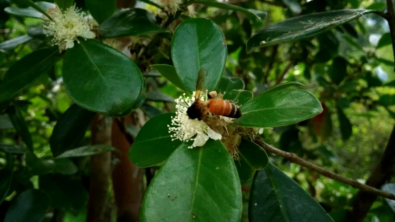 Indian rock bee - YouTube
