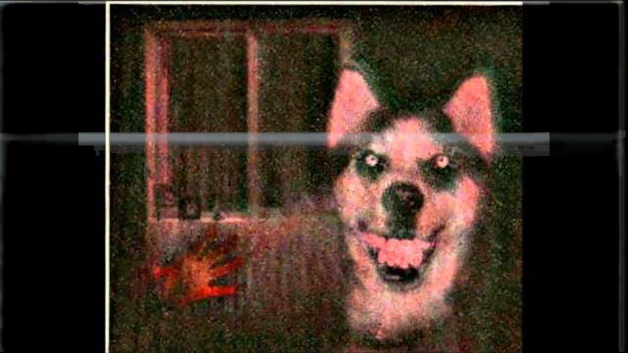Do you know the Smile Dog #smiledog - YouTube