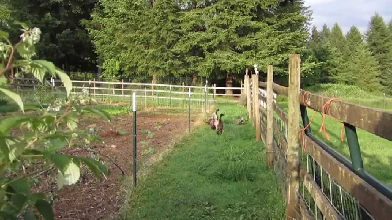 Peaceful farm - YouTube