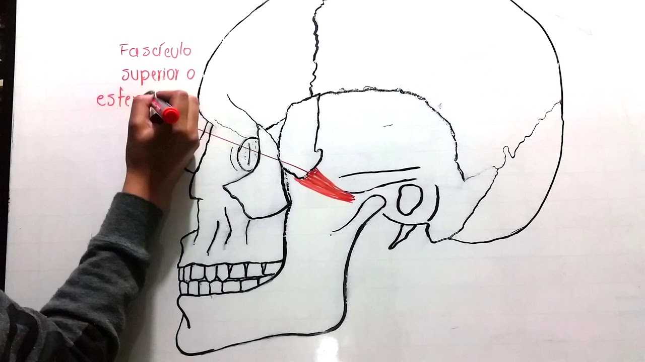 MÚSCULOS MASTICADORES - YouTube