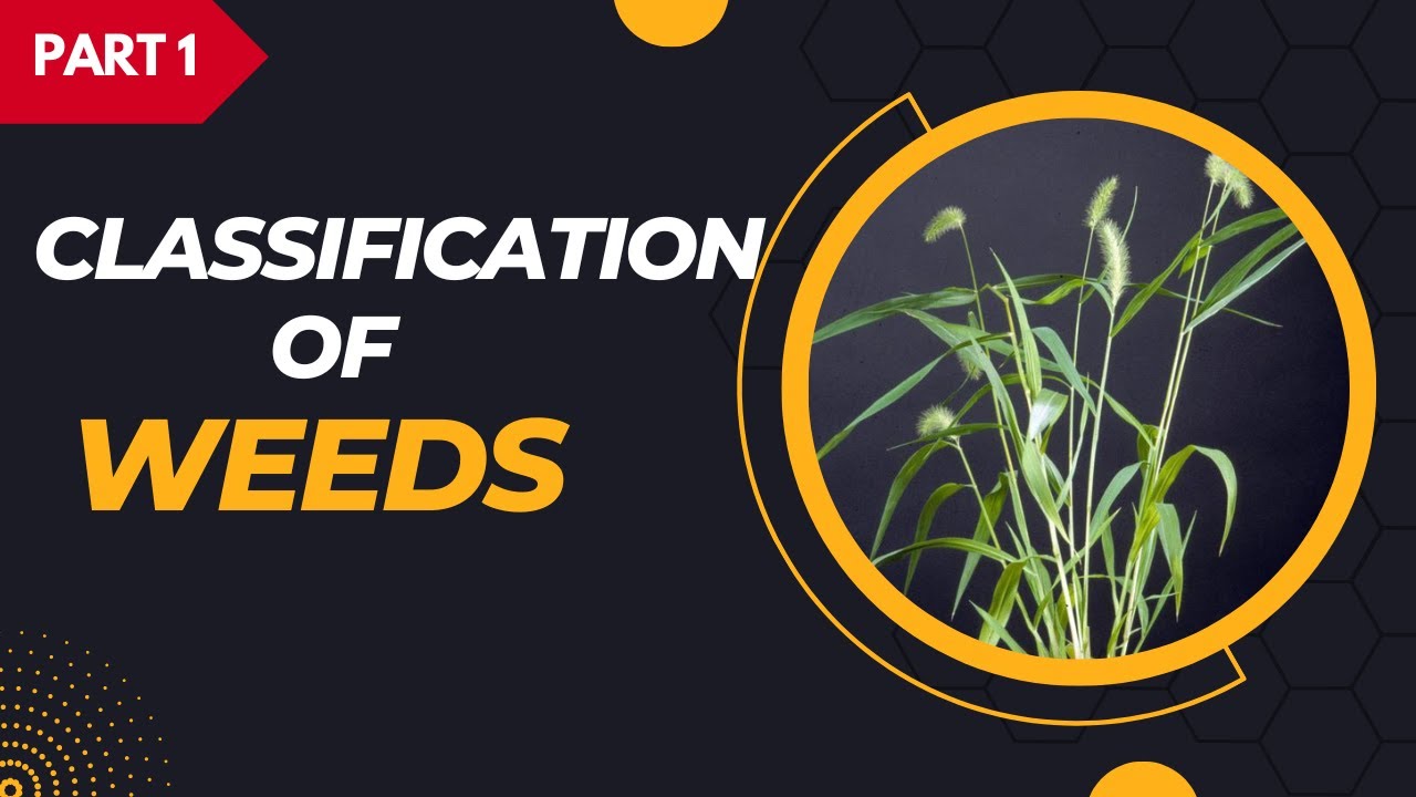 Classification of weeds | msc ag entrance preparation| weeds ...