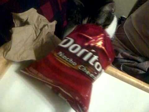 The incredible Dorito eating cat!!! - YouTube