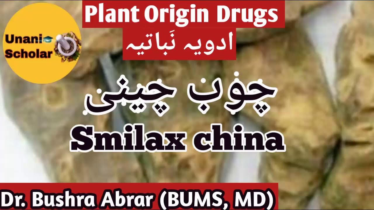 Chobchini / چوب چینی/ Smilax china || unani scholar - YouTube
