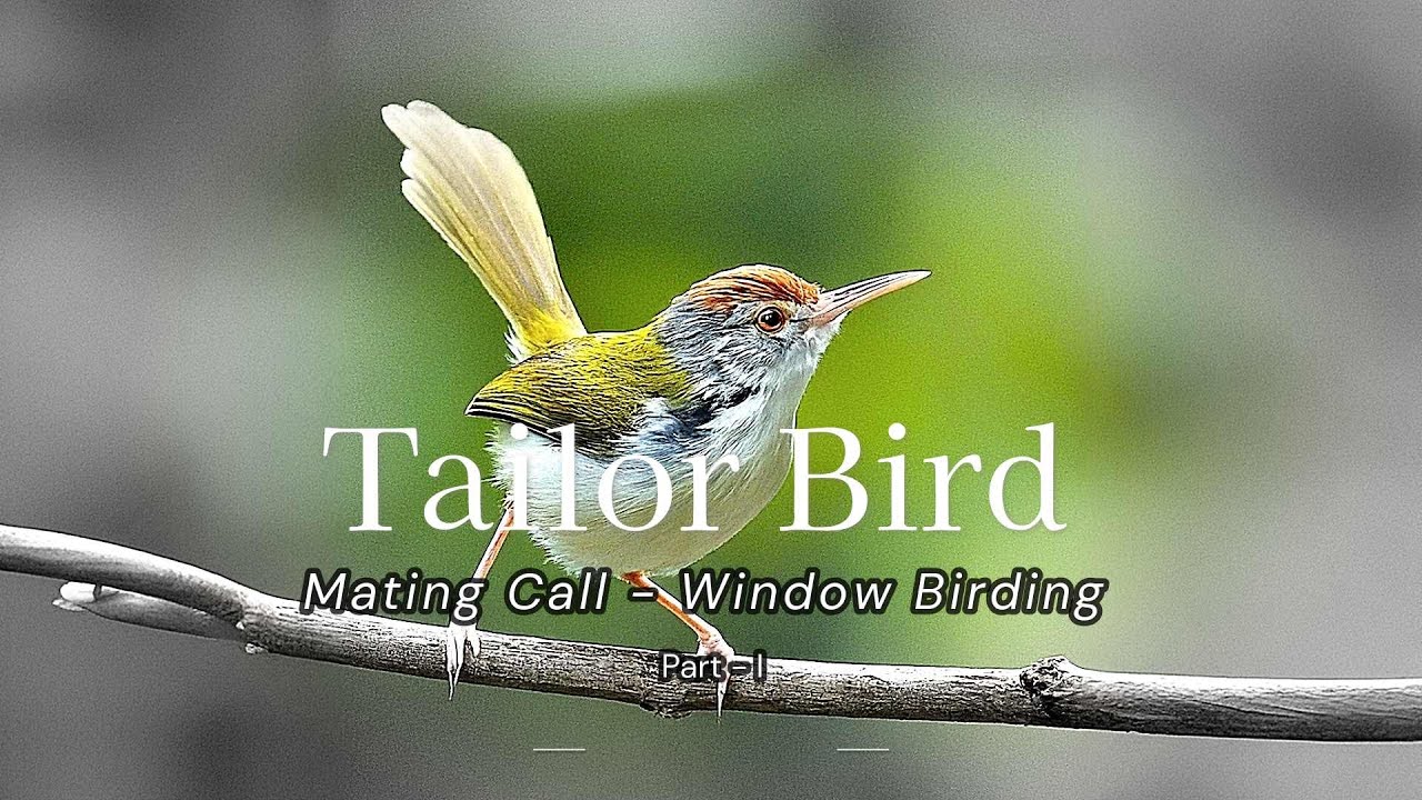 Tailor Bird - Mating Call - Window Birding - 1 - YouTube