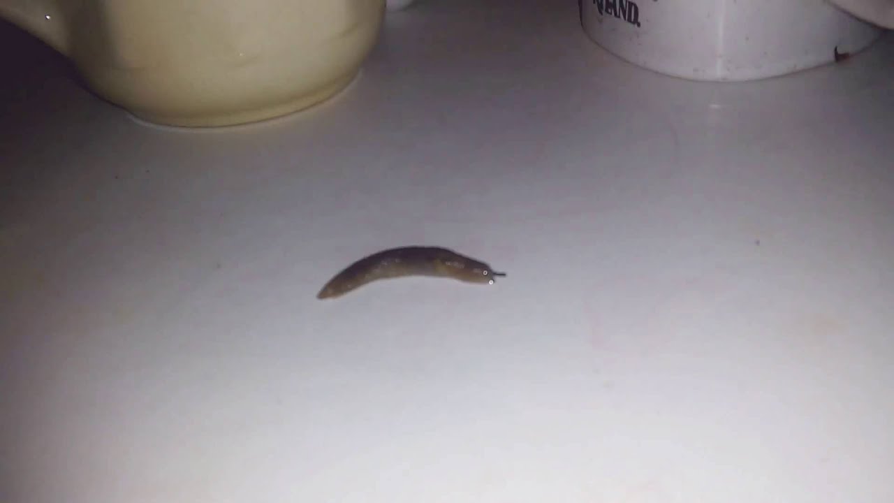 Cute slug!! People need to like slugs - YouTube