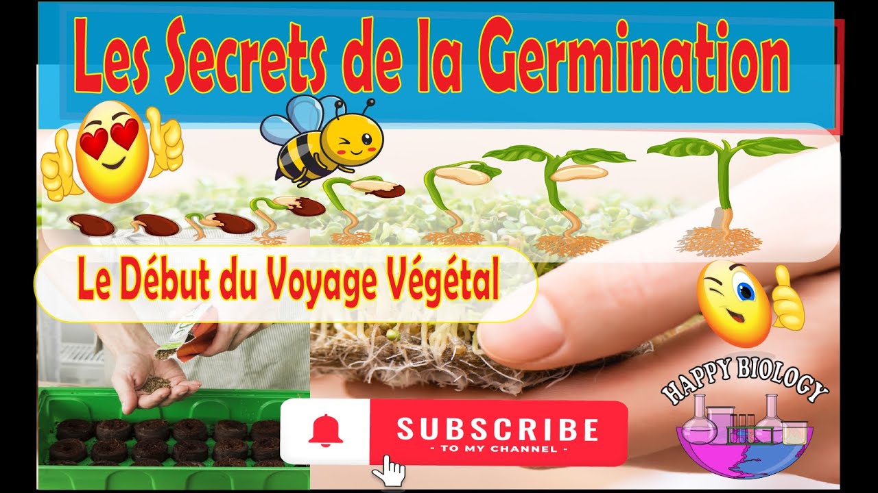 Les Secrets de la Germination : Découverte de la Germination chez les ...