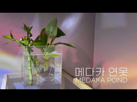 메다카 수반ㅣ작은 연못ㅣ송사리ㅣMedaka Pond - YouTube