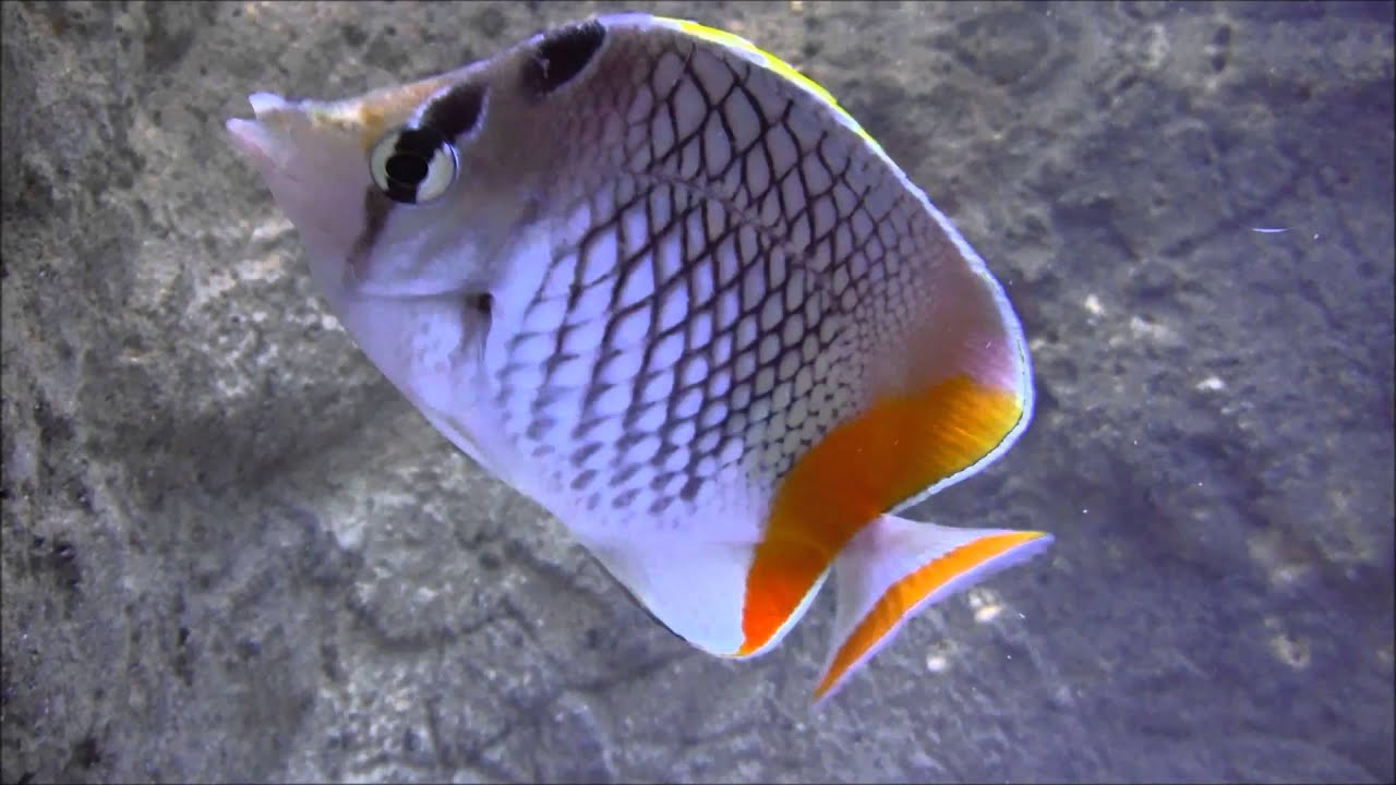 Pearlscale Butterflyfish