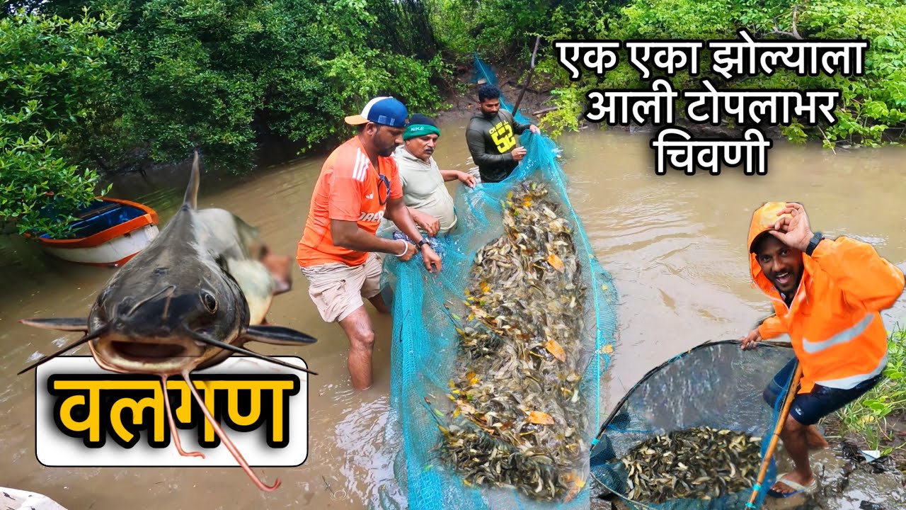 वलगण | झोलाला आली आसू भरुन चिवनी | किती टप चिवनी भेटली | Catfish ...