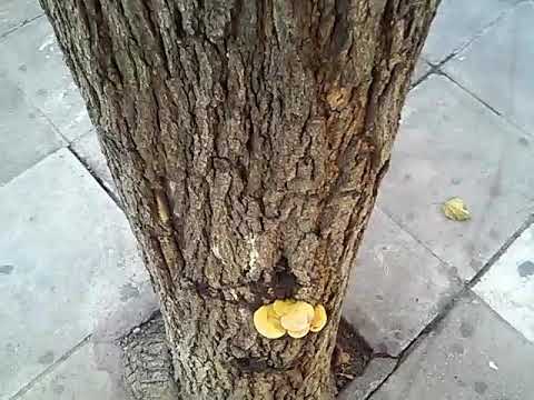 ΜΑΝΙΤΑΡΙ ΣΕ ΚΟΡΜΟ ΔΕΝΤΡΟΥ ΣΤΗΝ ΑΘΗΝΑ - YouTube