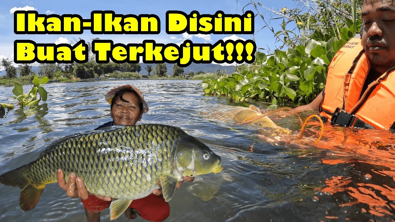IKAN MAS BESAR Tiba Tiba muncul dari belakang. - YouTube