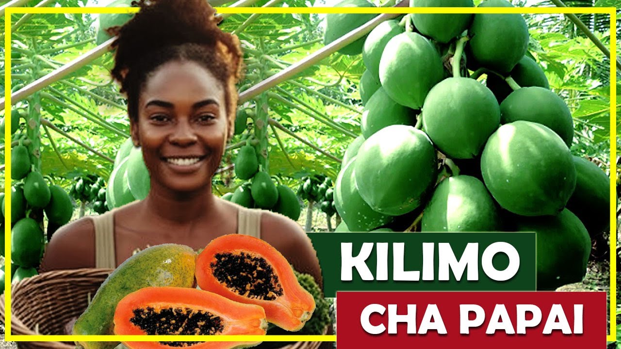 KILIMO BORA CHA PAPAI - YouTube