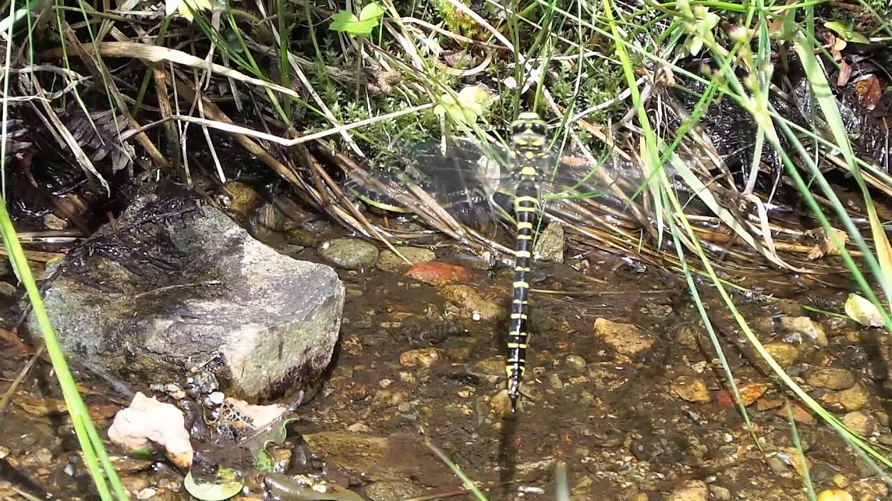 Golden ringed dragonfly egg laying - YouTube
