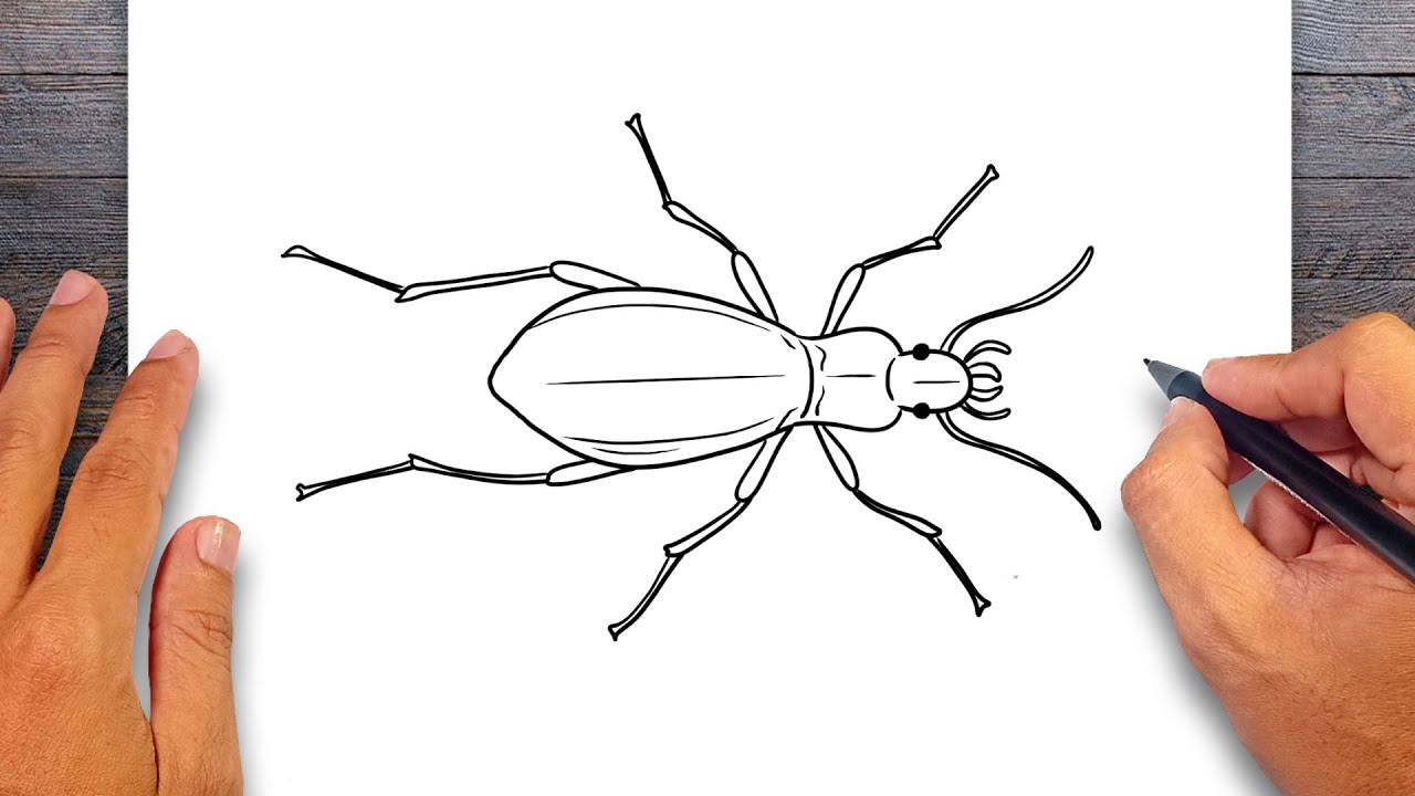 How to draw Ground Beetle - Insect Drawing - YouTube