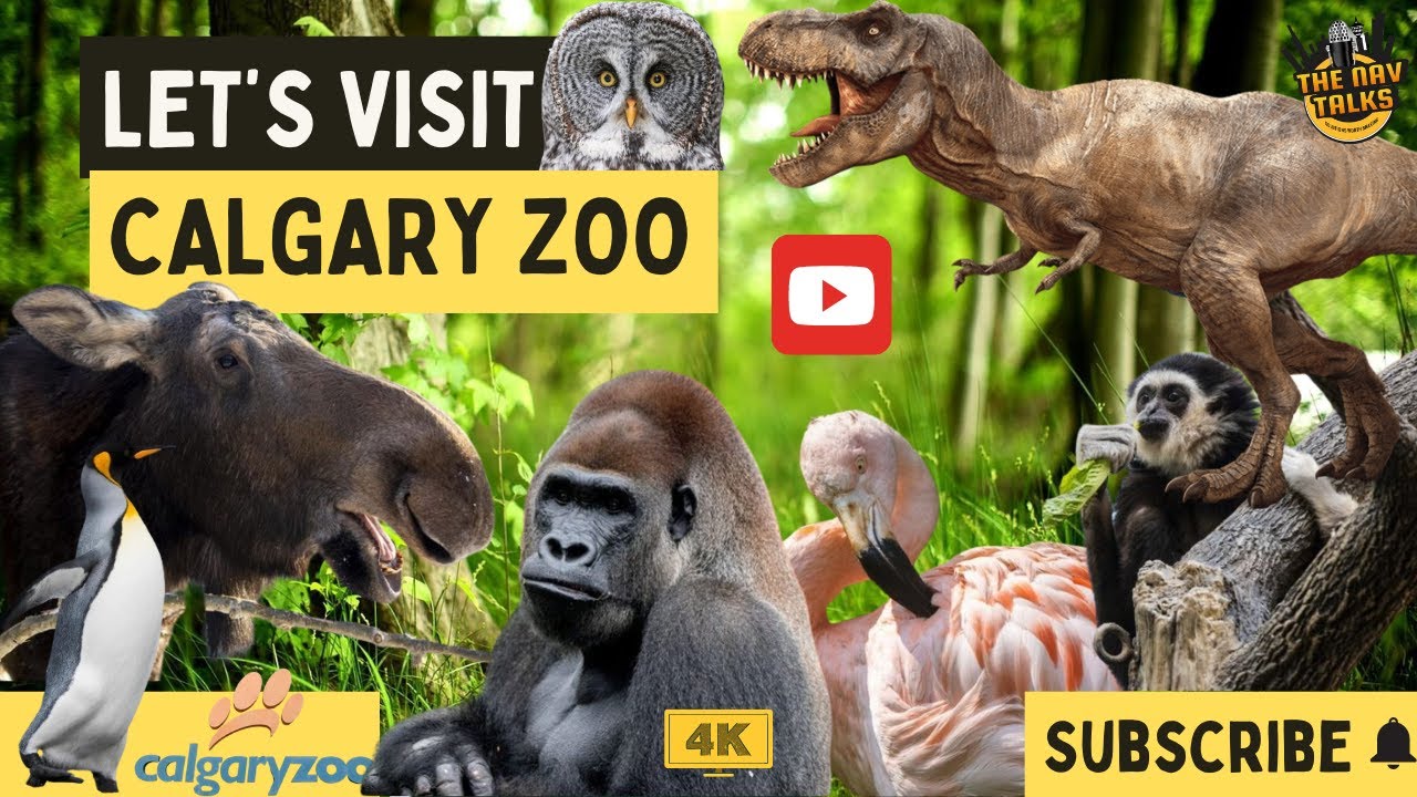 Calgary Zoo Visit Exploring Wildlife Wonders and Adventurers I Family ...