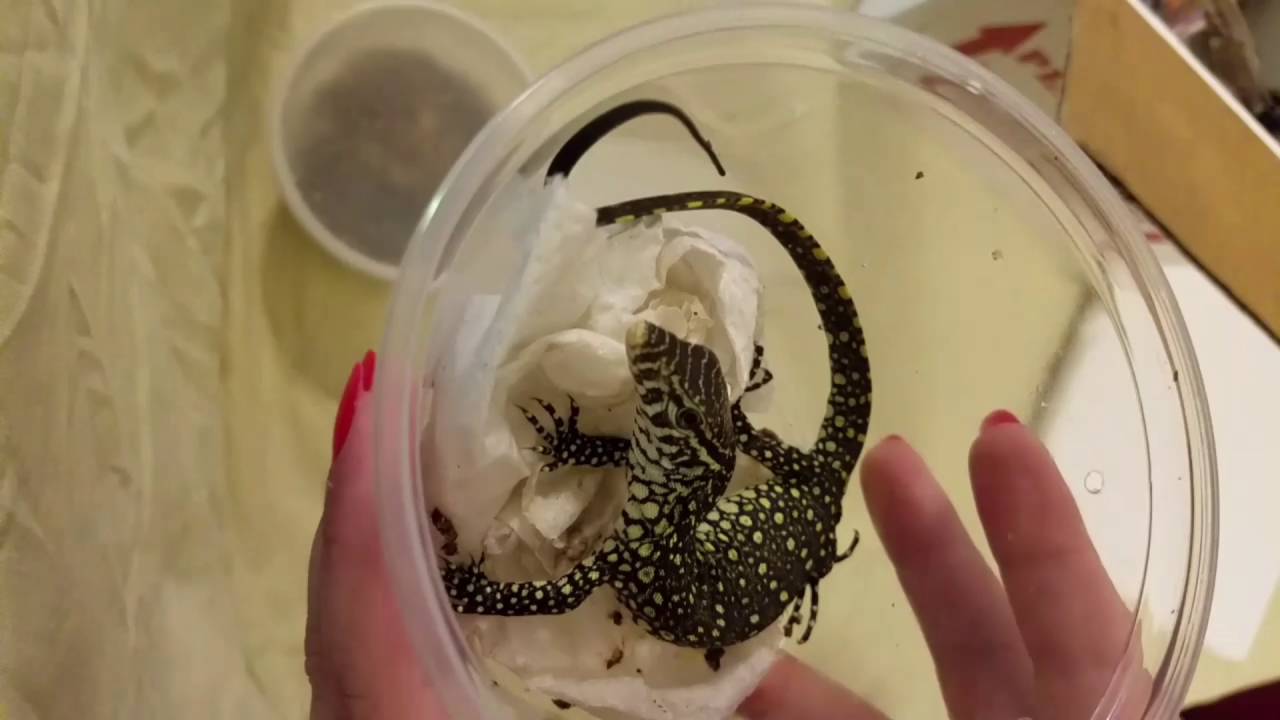 Unboxing Croc Skink & Nile Monitor - YouTube