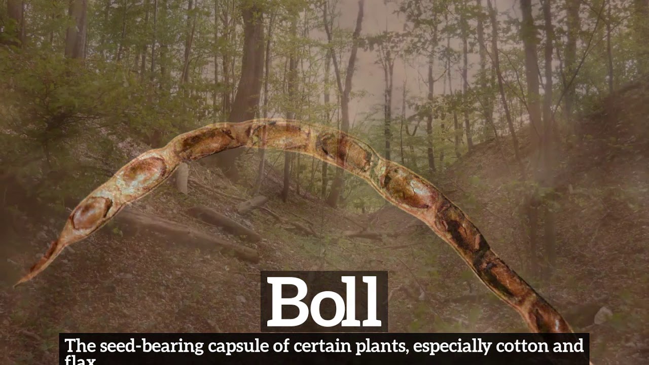 How Does Boll Look? | What is Boll? | How to Say Boll in English? - YouTube