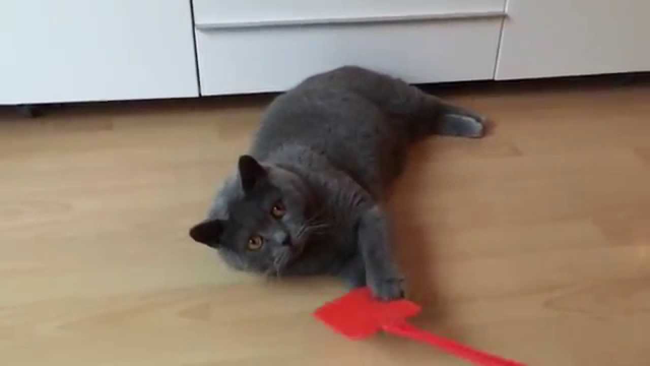 Trying to catch the fly swat :-) Funny Cat - YouTube