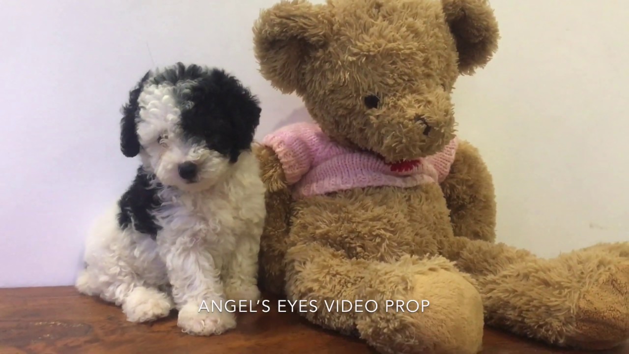 Black & White PartiColor Toy Poodle Video Doc - YouTube