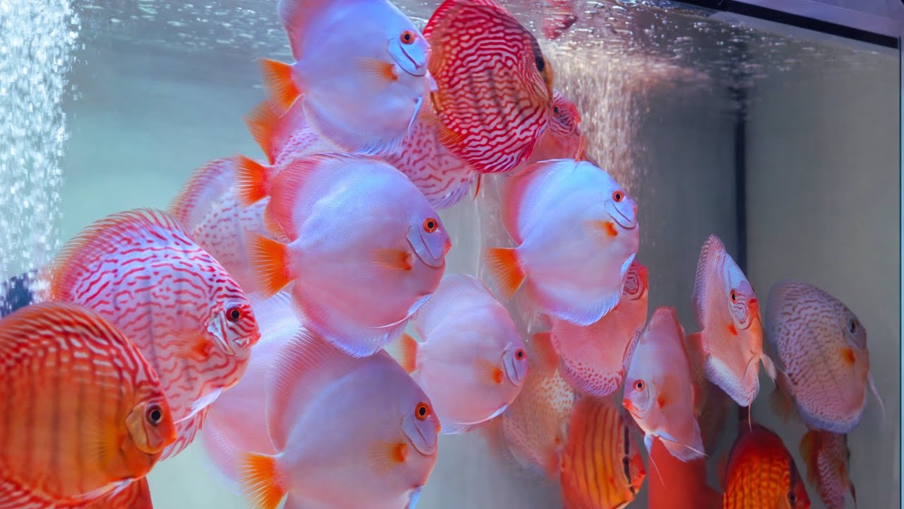 Feeding Discus Fish in a Crystal Clear Aquarium | Best Discus Tank ...