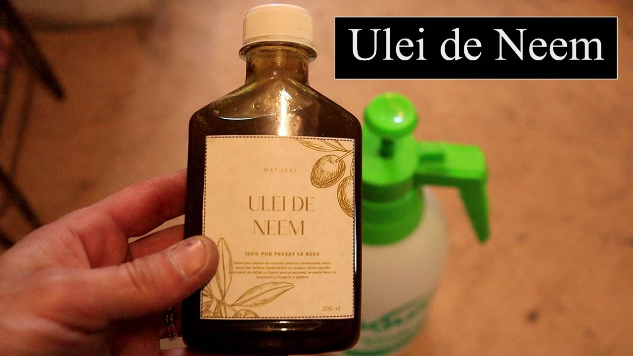 Plante afectate de daunatori, folosesc ulei de neem - YouTube