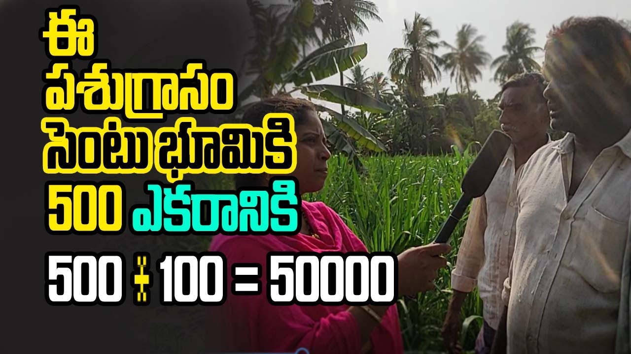 Super Napier Grass Farming || Grass Cultivation || Napier 20 grass ...