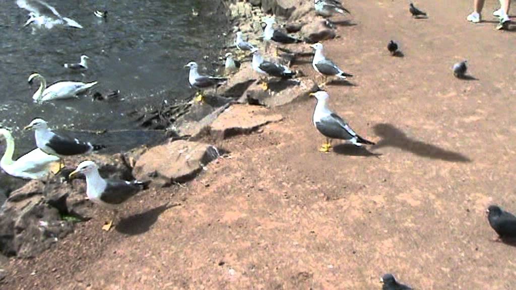 Vikky-Holyrood Pond - YouTube
