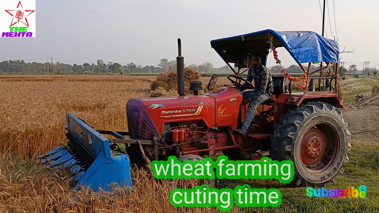 Jai jawan Kisan | wheat(gahu) cutting in field | farming | tractor ...