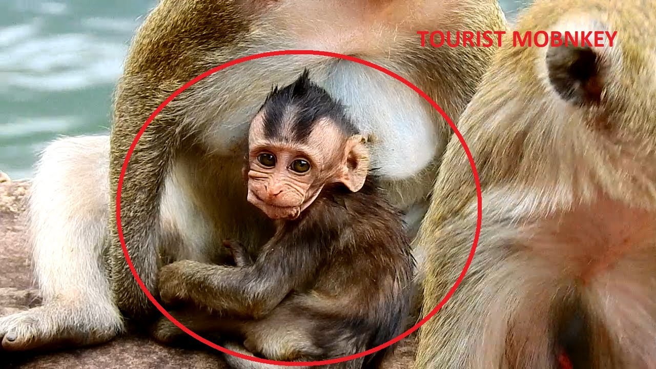 Pity baby monkey crying, Mom not weaning but baby cry & cry, Why baby ...