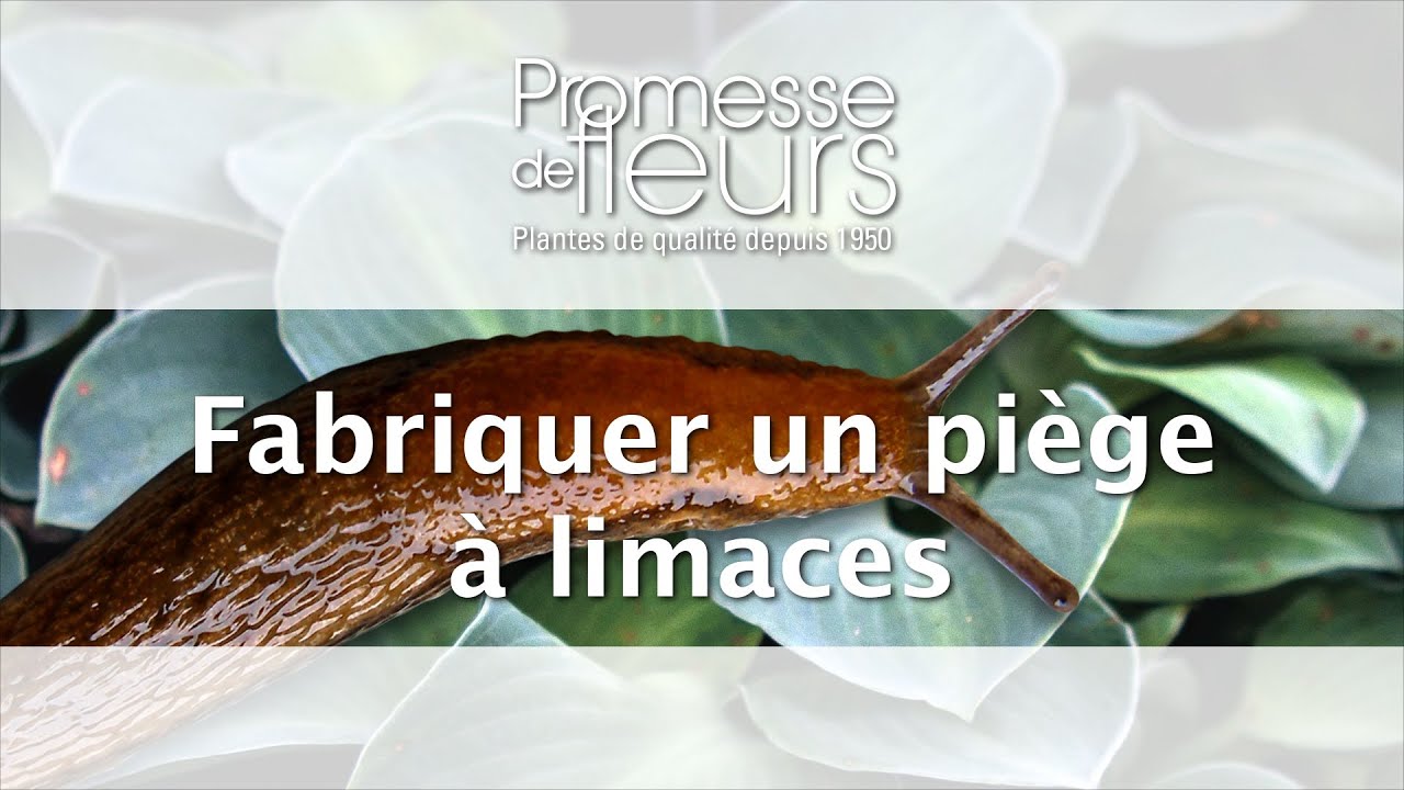 Fabriquer un piège à Limaces - Vidéo soin pour le jardin - YouTube