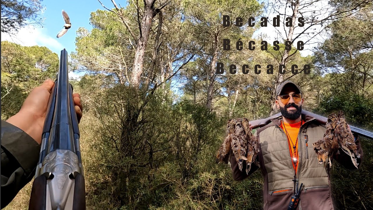 Des scènes époustouflante chasse bécasse en qualité 2K/impresionantes ...