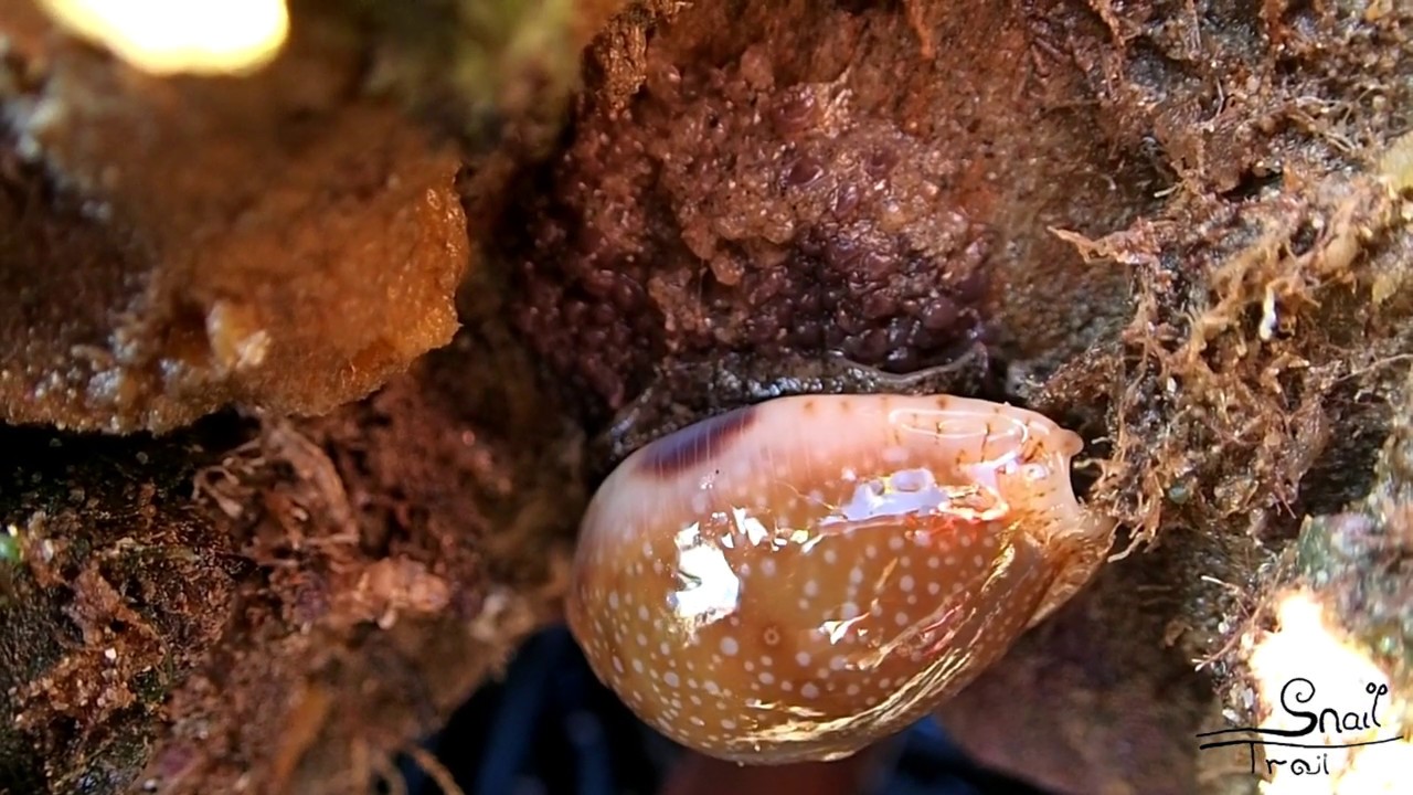 Cypraea erosa - Eroded Cowry - YouTube