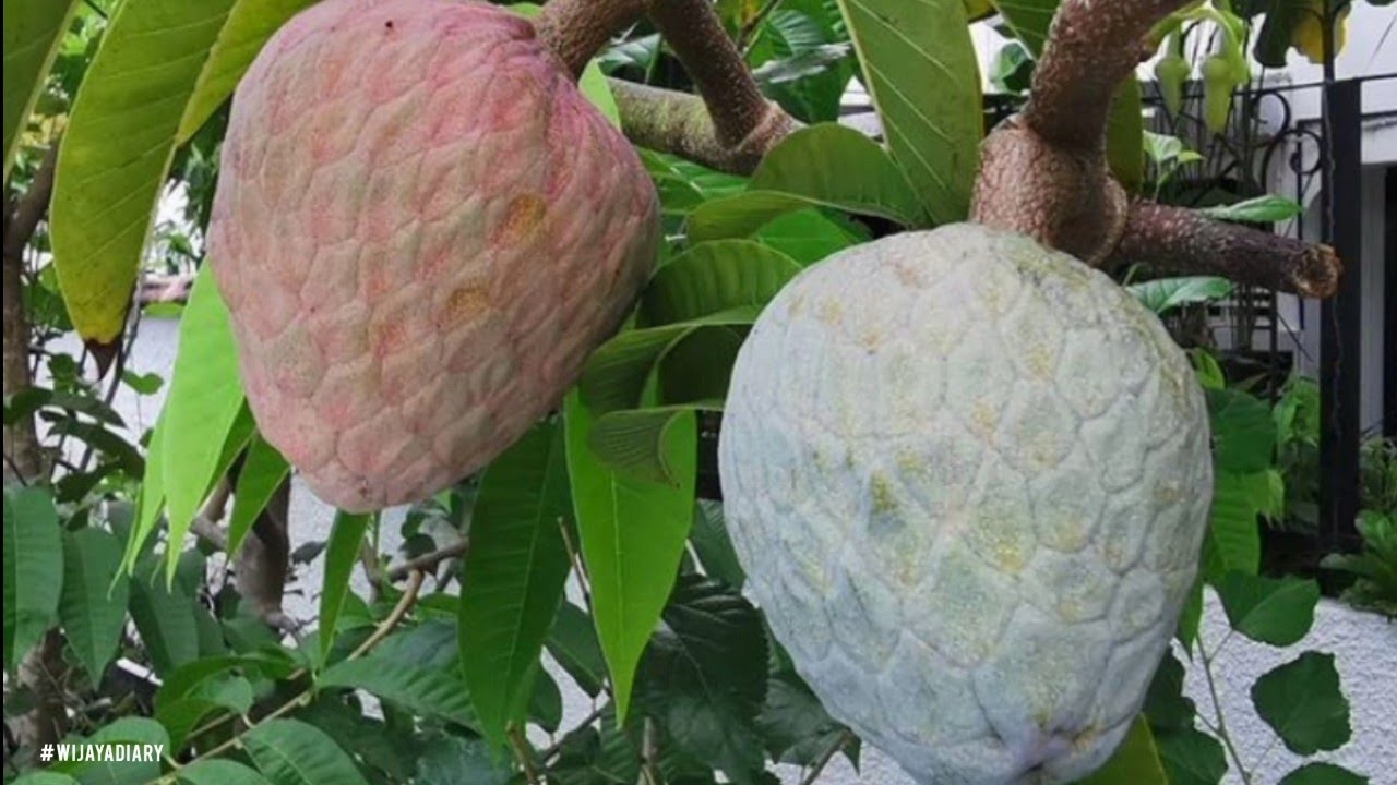 Episode 243 Buah Nona/Mulwo - YouTube