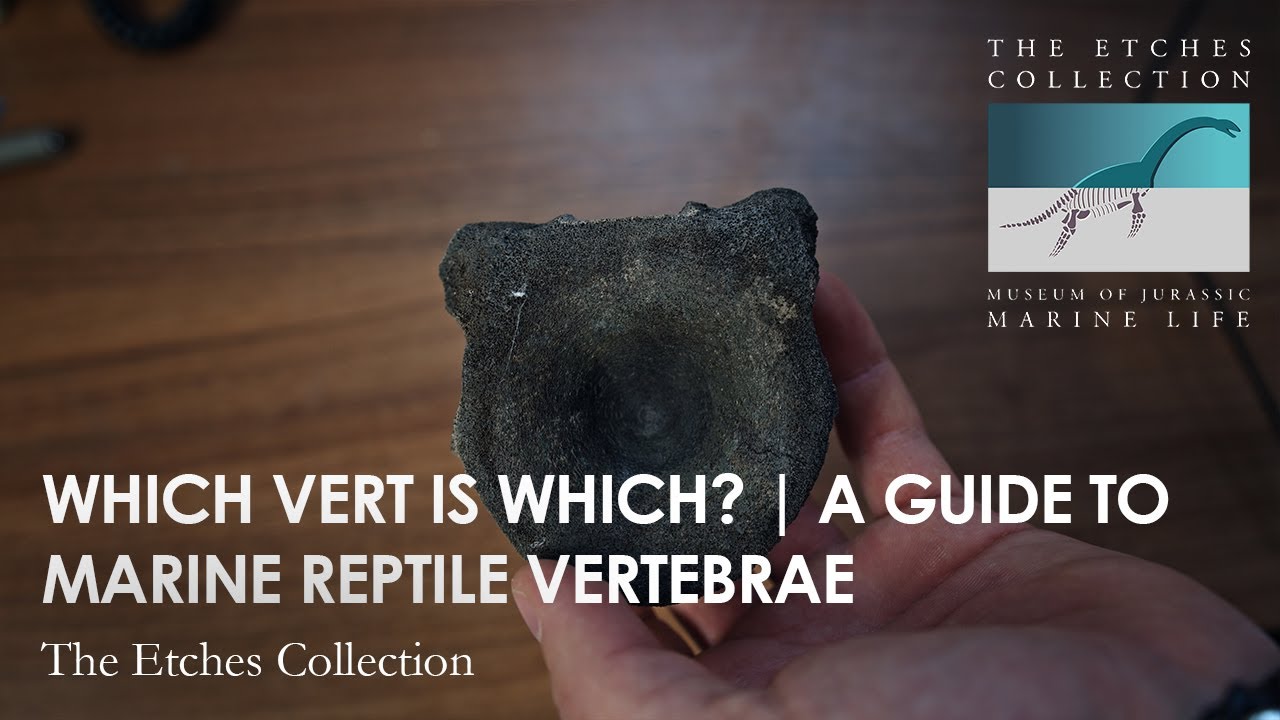 WHICH VERT IS WHICH? | A GUIDE TO MARINE REPTILE VERTEBRAE - YouTube