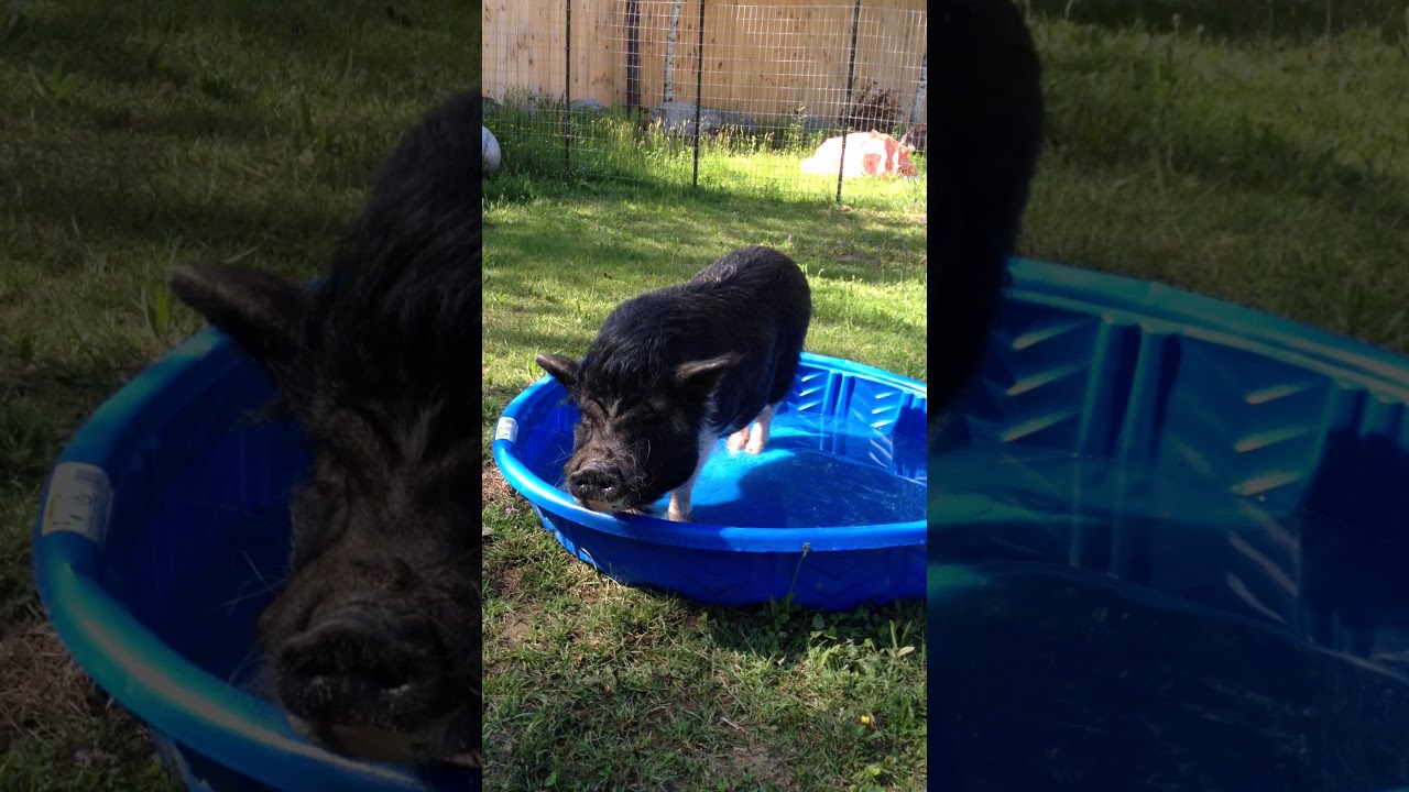 Pig playing pig pool - YouTube