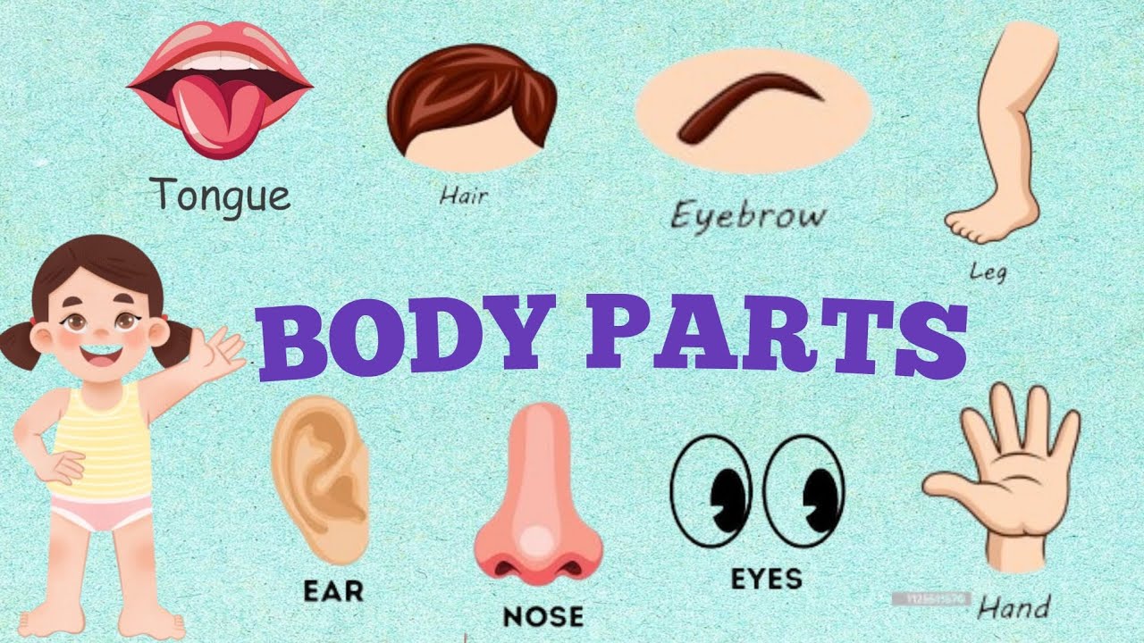 Learn body parts | Name of the body parts in English | Parts of the ...