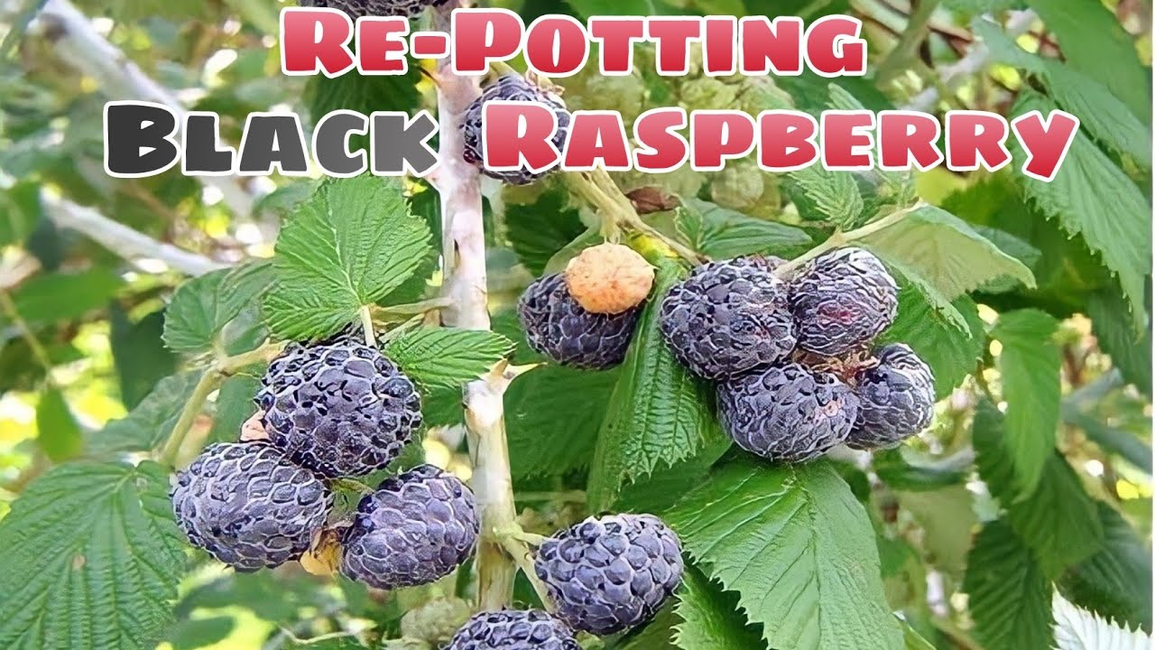 RE-POTTING BLACK RASPBERRY MYSORE VARIETY #gardening #raspberry # ...
